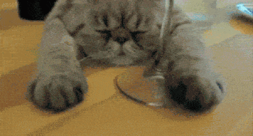 Apollo Peak Cat Wine Is Here So Youll Never Go Out Again Yourtango